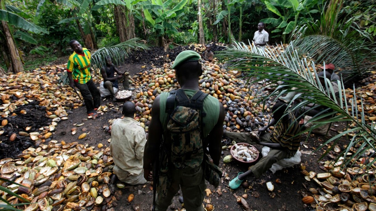 Ivory Coast Moves Cocoa Farmers from Protected Forests