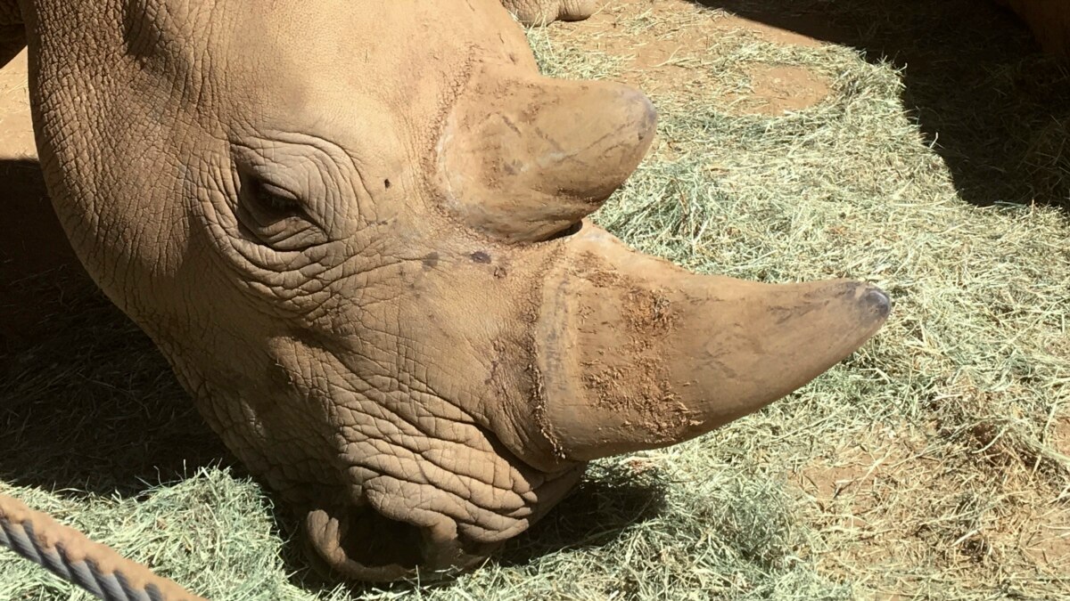 Impregnated Southern White Rhino Could Save Nearly Extinct Relative