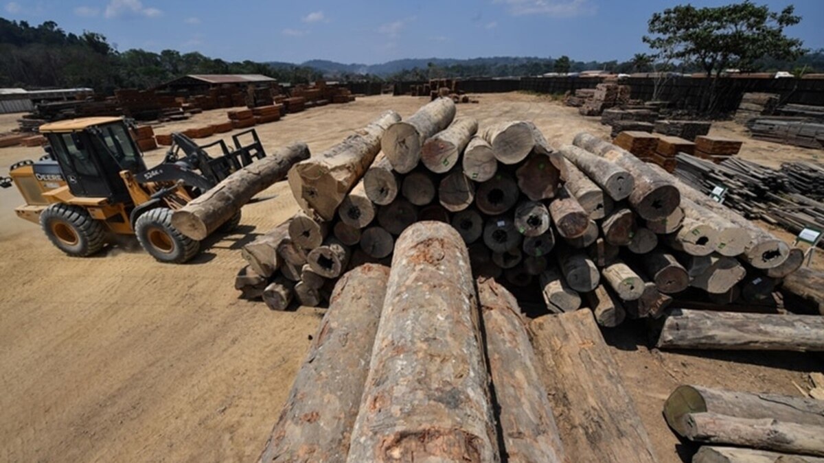 Report: 30 Percent of Tree Species at Risk of Extinction