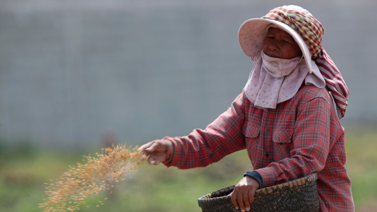 China's 'Father of Hybrid Rice’ Dies; His Research Helped Feed World