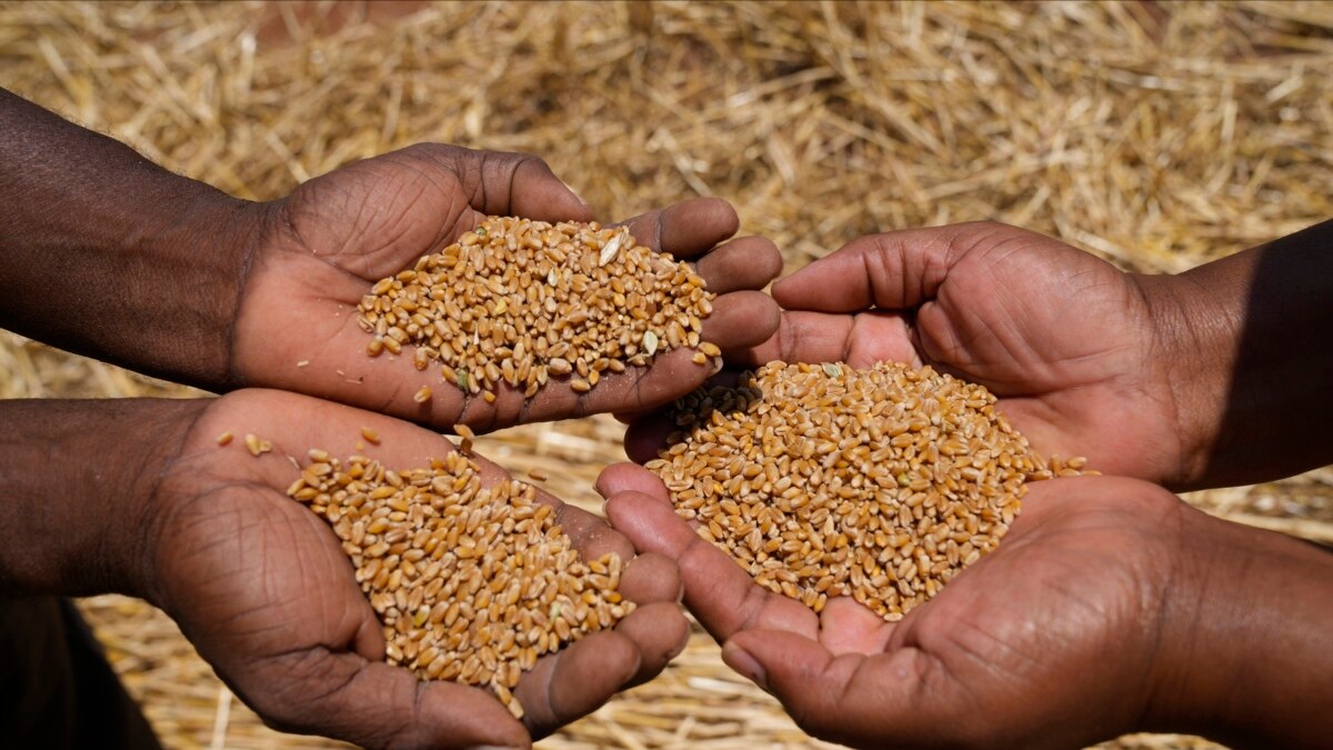 Zimbabwe Bets on No Till farming to Reduce El Nino Impact on Grain