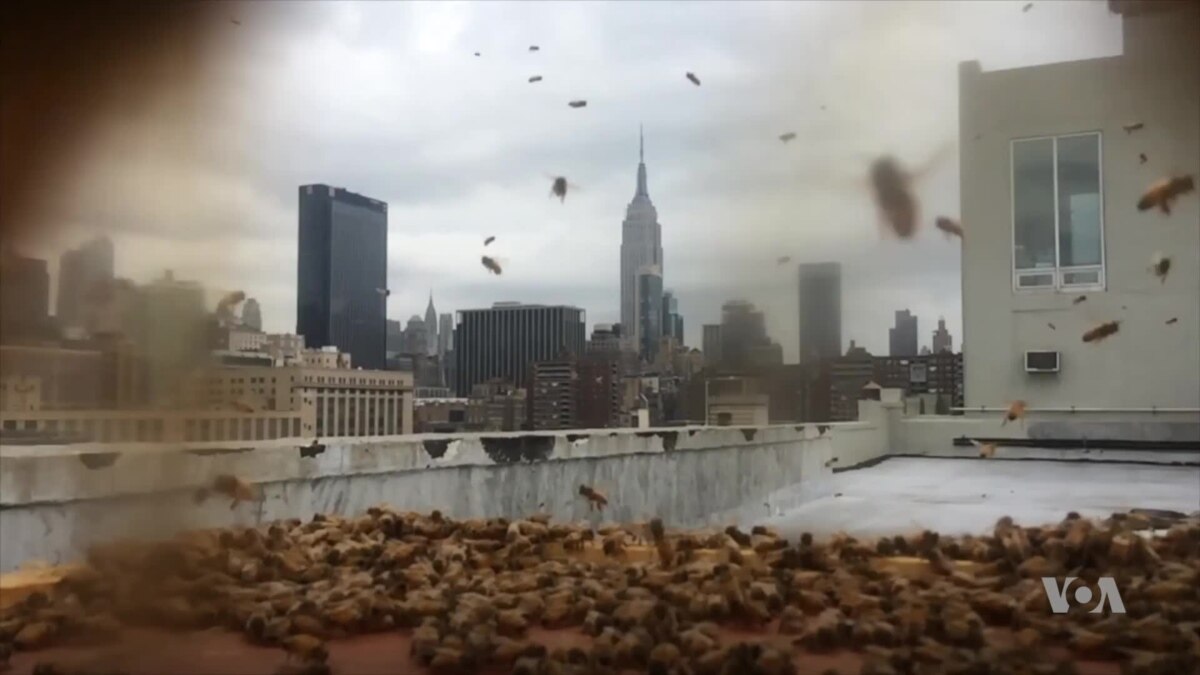 New York City Bees