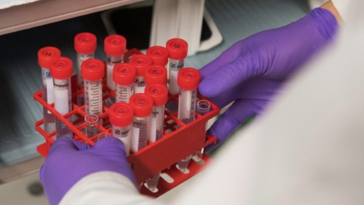 Japan Approves Test to Try to Grow Human Organs in Animals