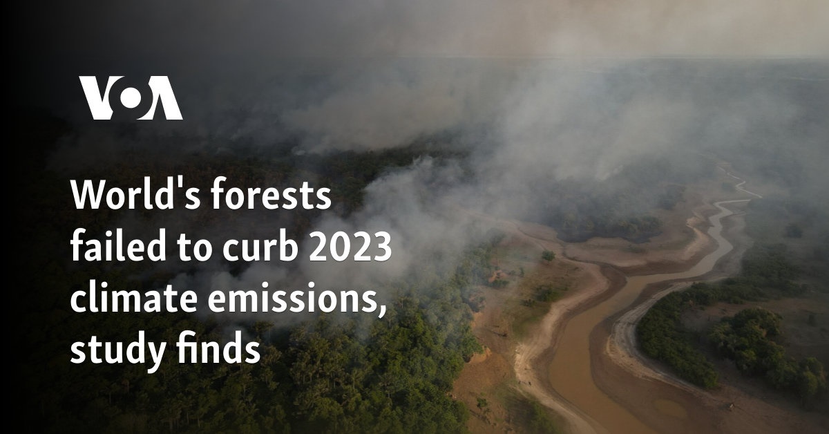 World's forests failed to curb 2023 climate emissions, study finds