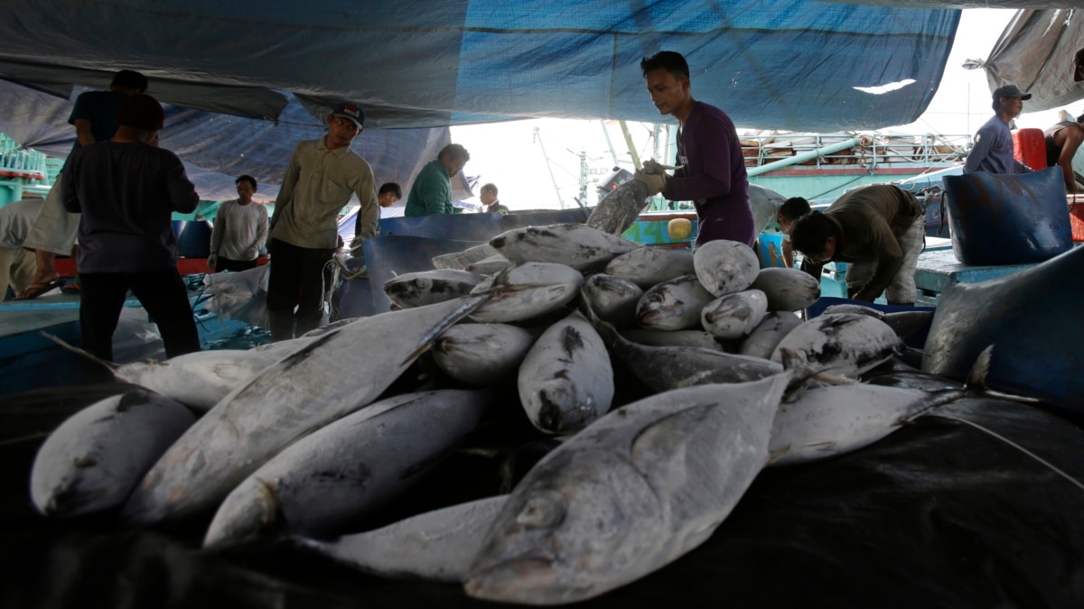 Study: Global Fish Catch Drastically Underreported