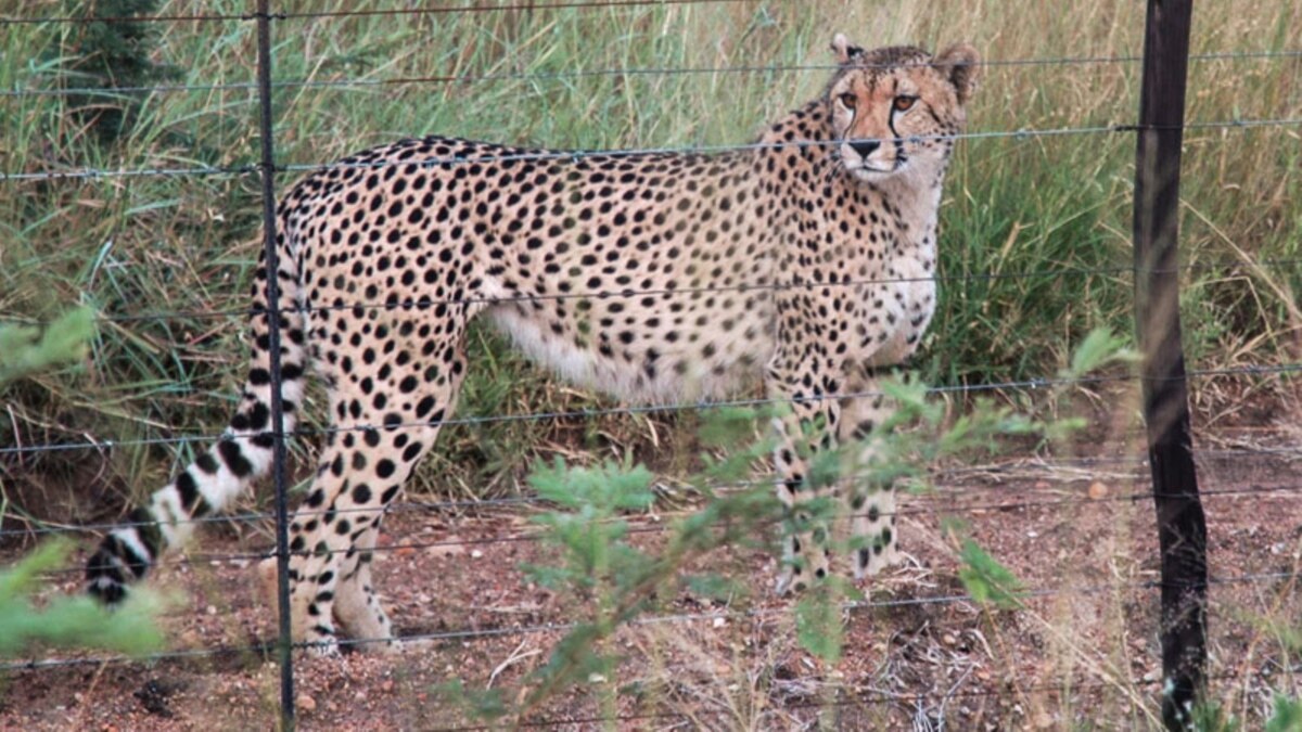 Study: Cheetah Population Dwindling