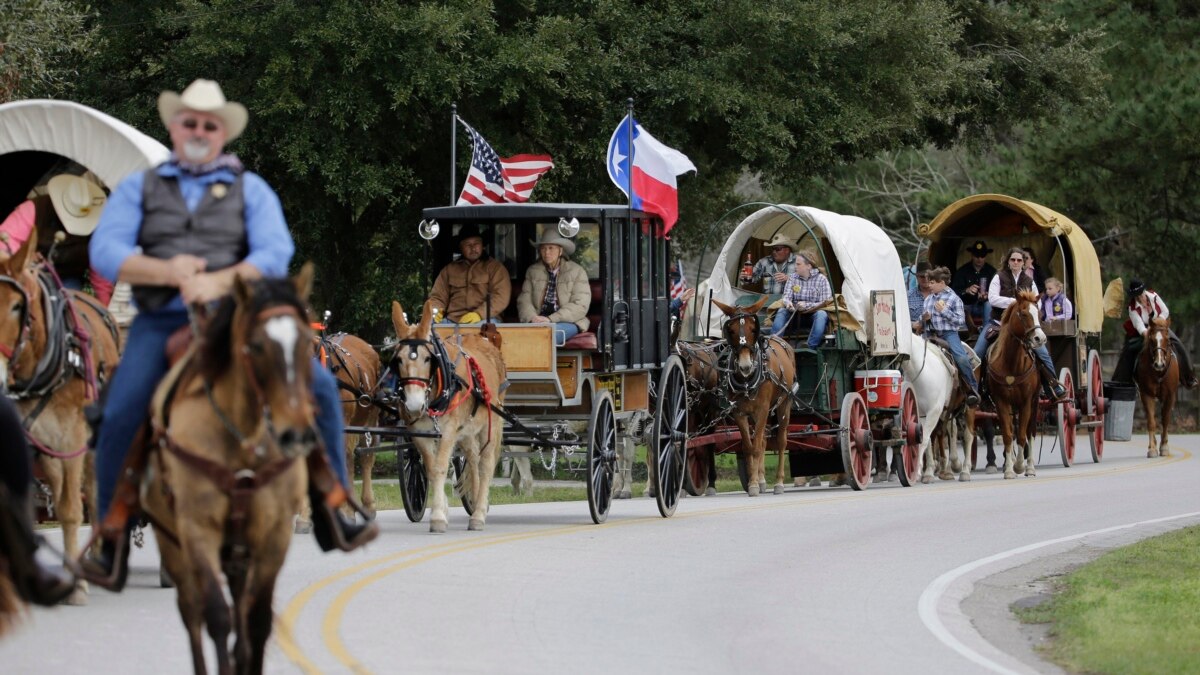 Children and Cattle Compete at Houston Rodeo