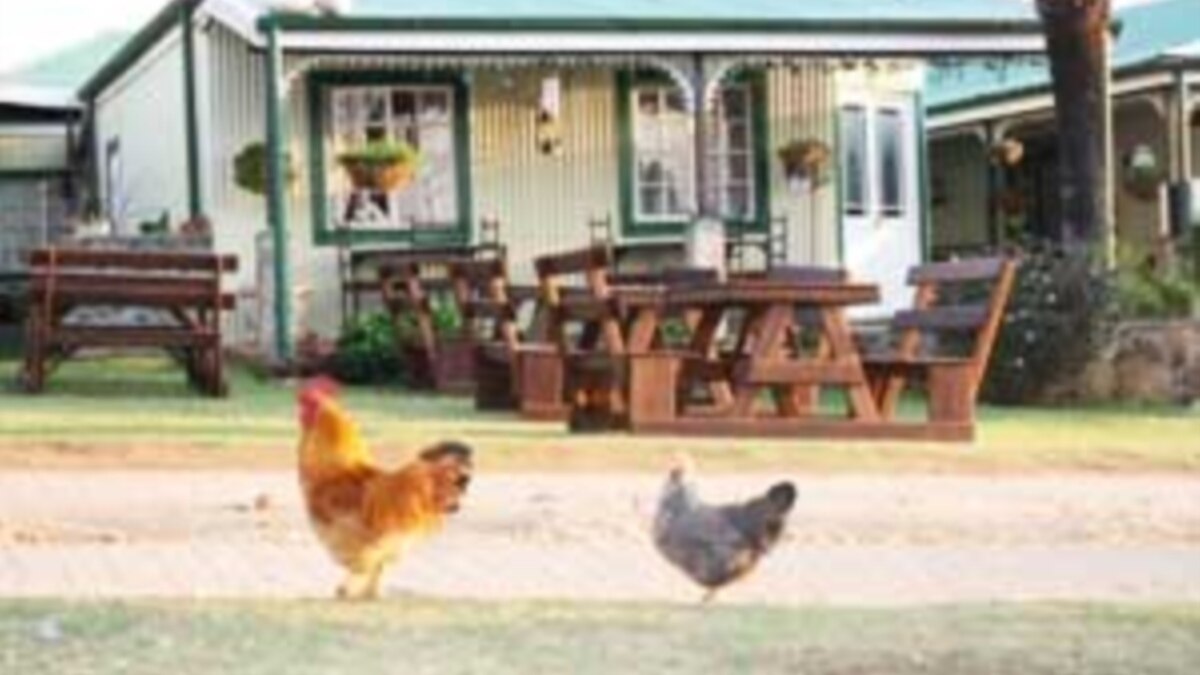Roosters' Dawn Crowing Set by Internal Clock, Not Rising Sun, Study Says