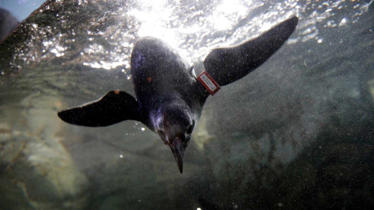 Penguin Sanctuary Plan Would Double World's Protected Oceans