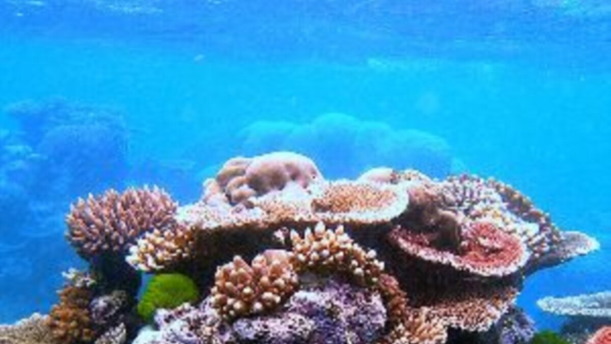 Shkëmbinjtë koralorë rrezikojnë të zhduken