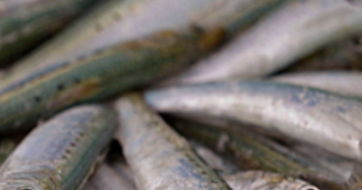 DNA Tests Prove Worms in Sardine Cans are Kosher