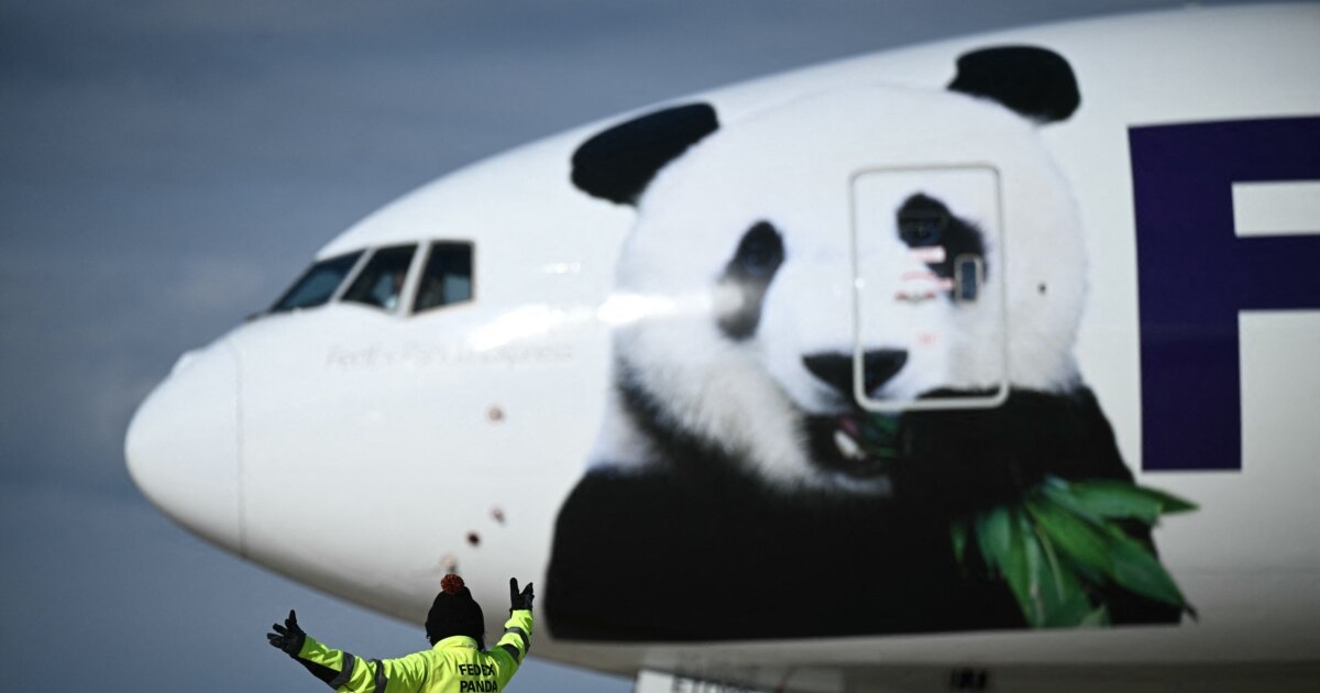 El zoológico de Washington recibió a dos pandas gigantes que son uno de ...