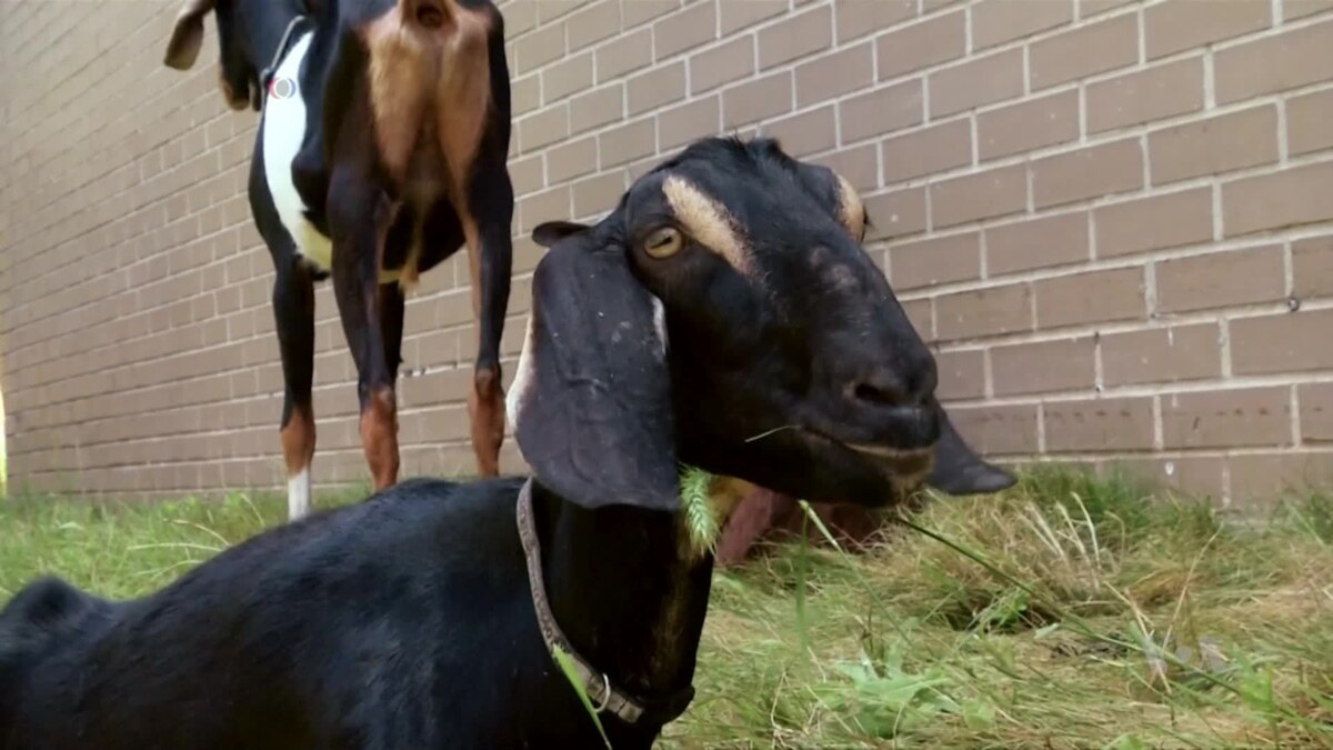 Four Brother Goats Arrive in Brooklyn on a Mission