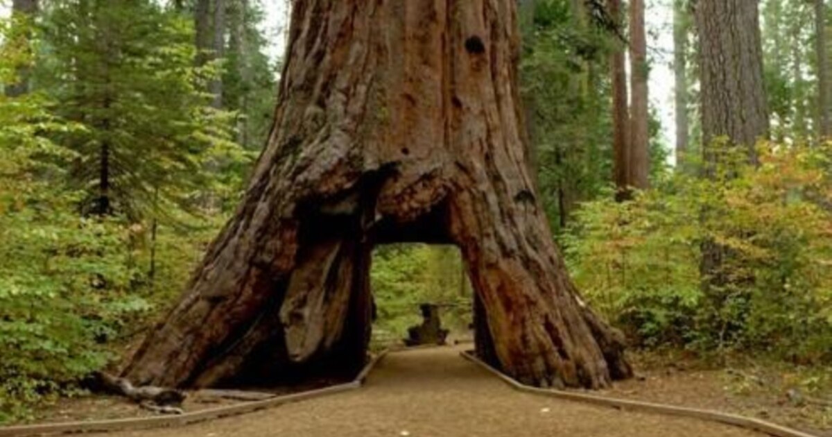 Ancient Sequoia Felled by Storm