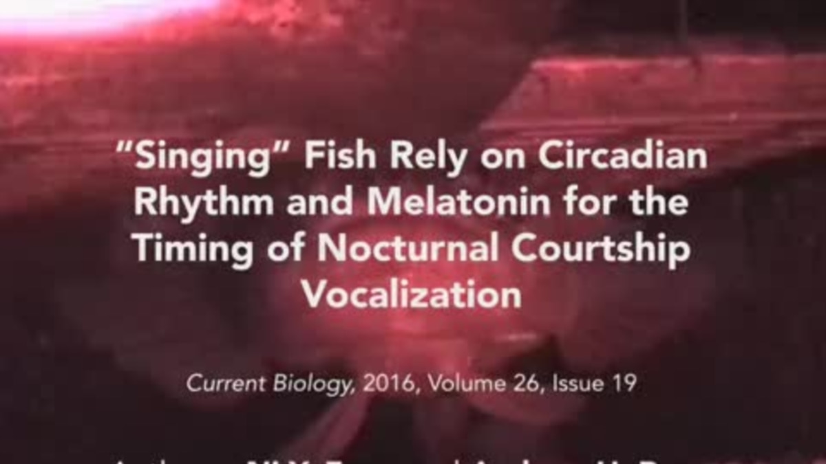A Fish That “Sings” Love Songs?