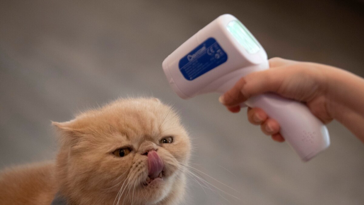 The Infodemic: Do Cat Owners Have More Immunity to COVID-19?