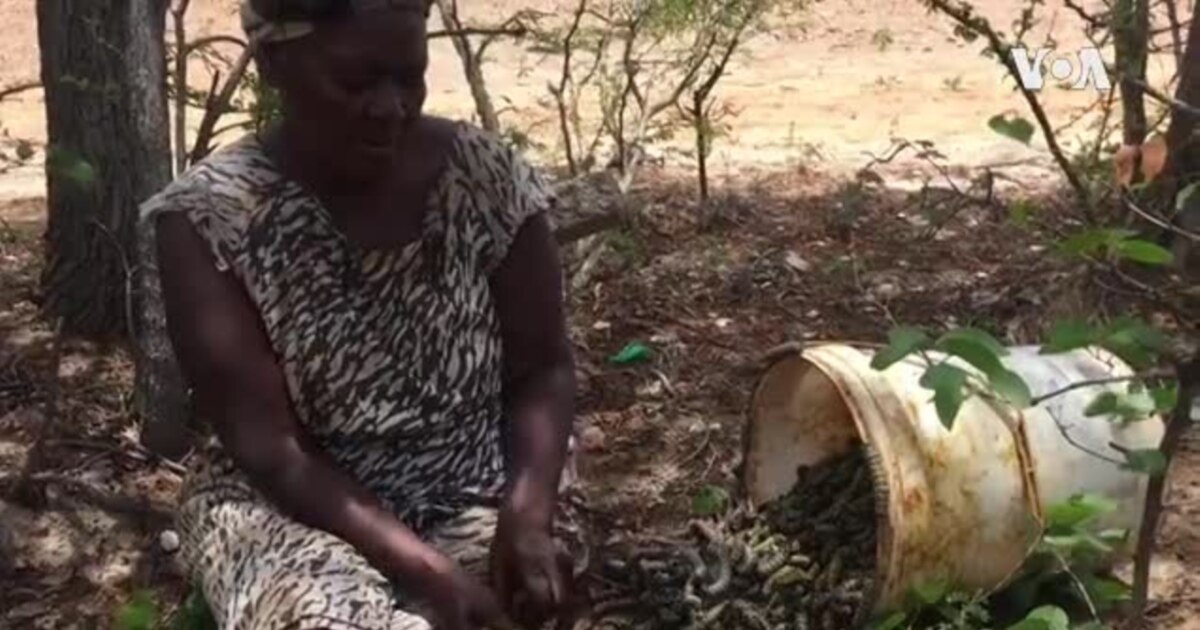 Macimbi Harvestor At Work ...