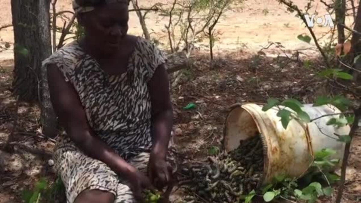 Macimbi Harvestor At Work ...