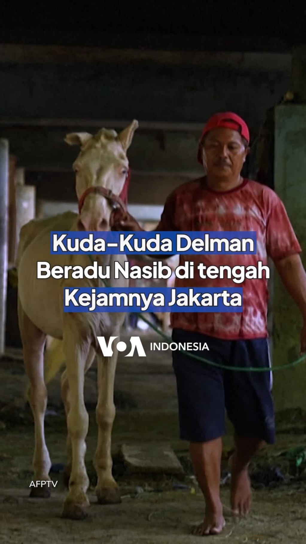 Kuda-Kuda Delman Beradu Nasib di tengah Kejamnya Jakarta