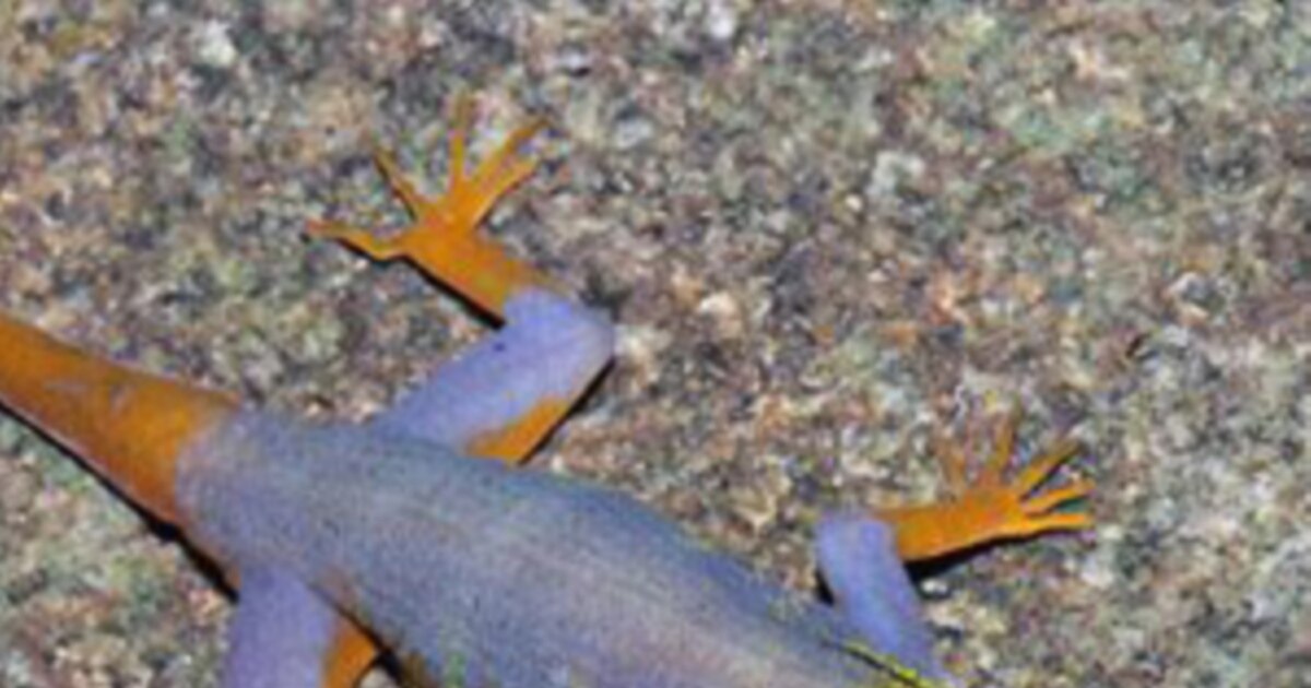 เหนียวหนึบเป็นพิเศษกับ Geck-skin แบบตุ๊กแกตัวจริงต้องเรียกพี่