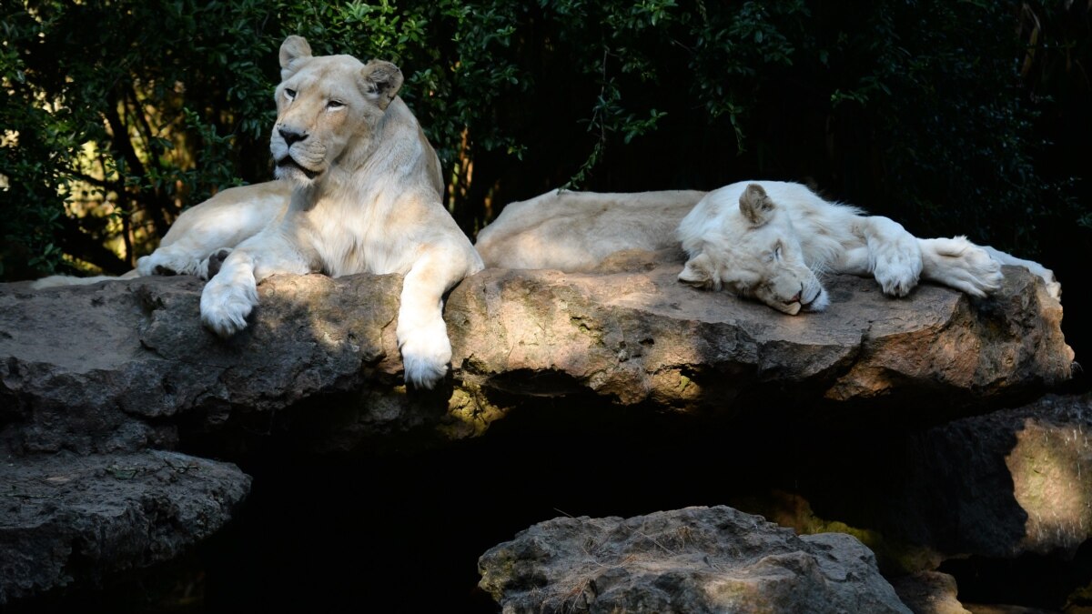 Four Lions in Spanish Zoo Catch COVID-19