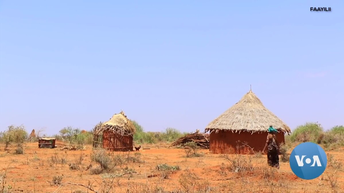 Miidhaan Hongee Boorana Keessatti Daran Hammaatee Jira