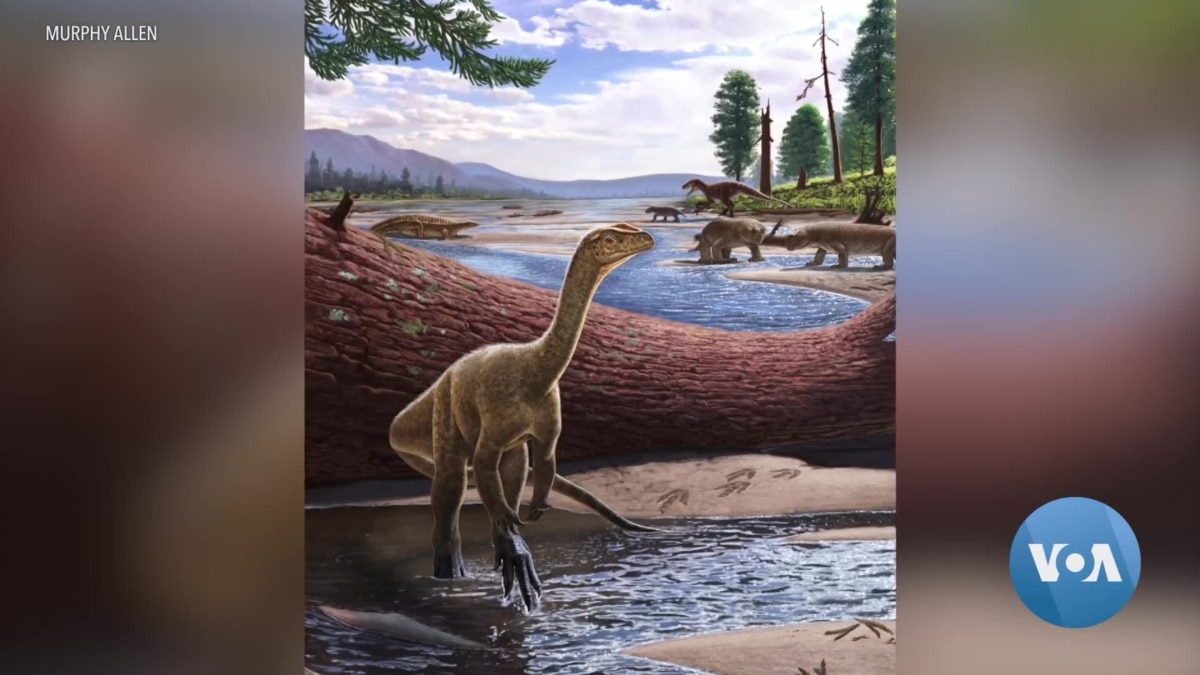 Zimbabwe Displays Oldest Dinosaur in Africa