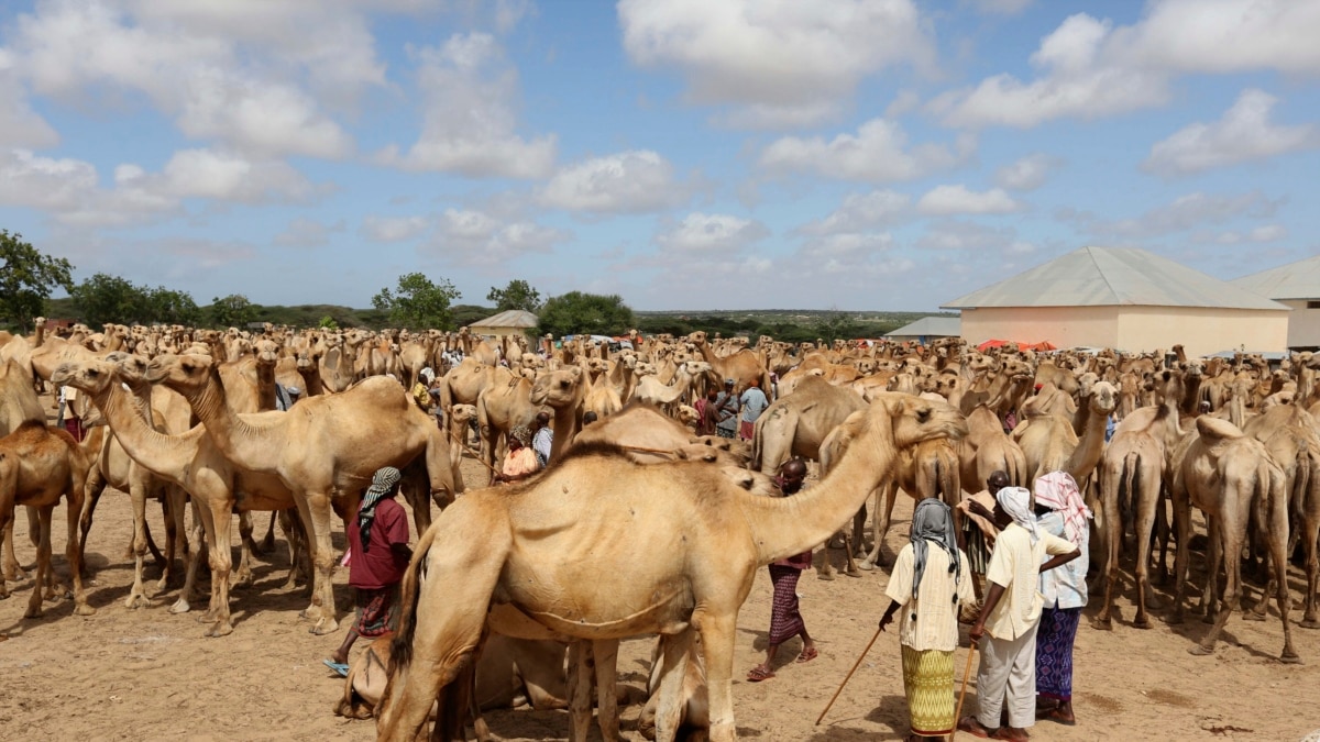 Sidee Ayay Soomaalidu u Dhaqataa Geela