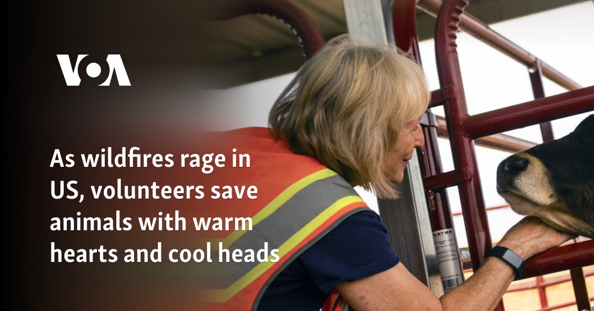 As wildfires rage in US, volunteers save animals with warm hearts and ...