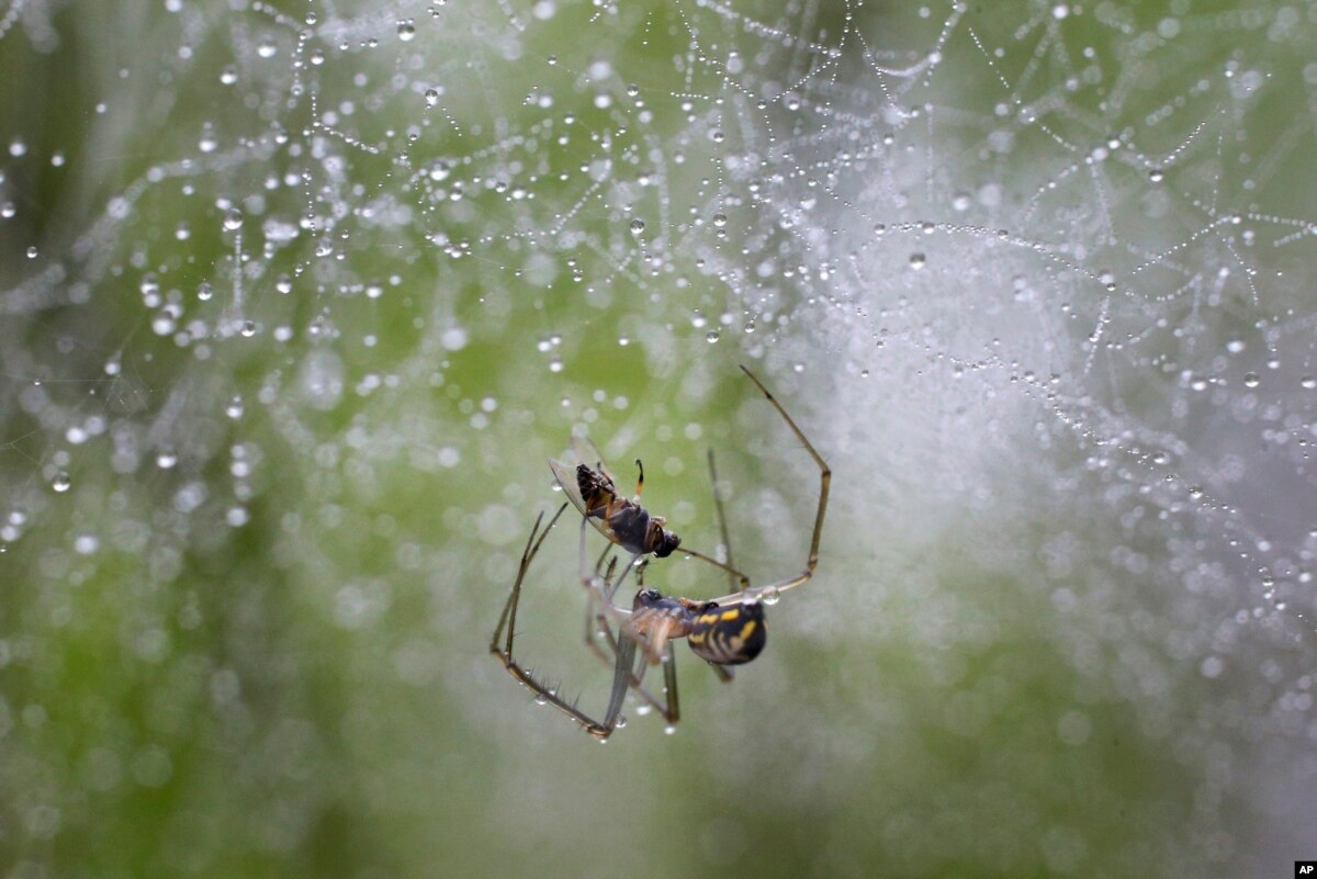What do Spider Webs and Guitar Strings Have in Common?