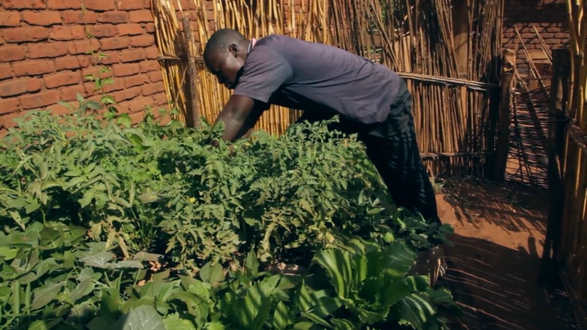 Malawi's Homegrown Vegetables Ease Food Shortage