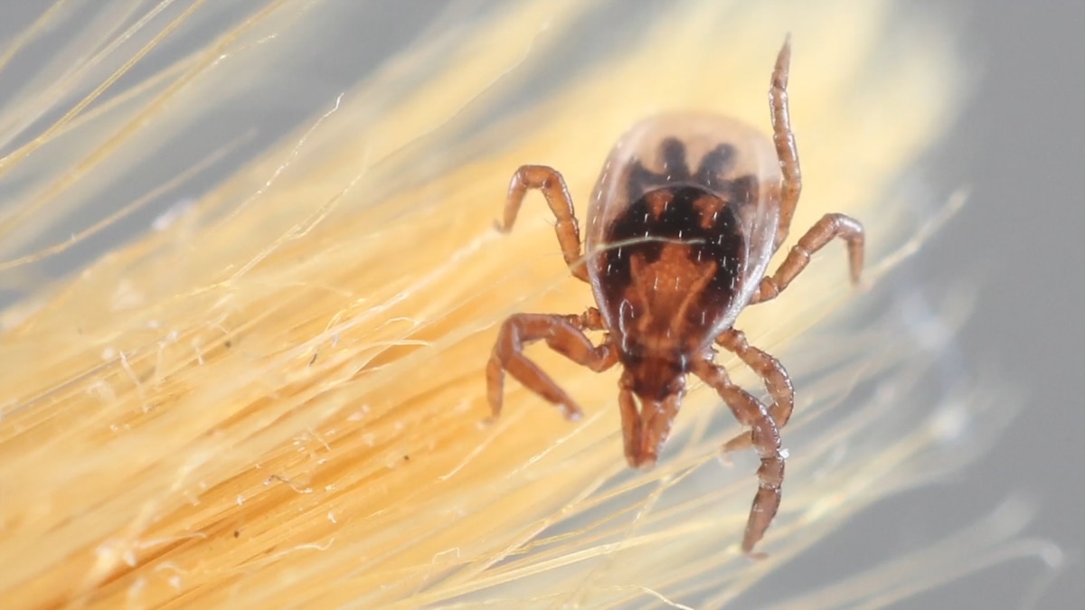 First Tick Genome Map Could Chart Ways to Stop Parasite