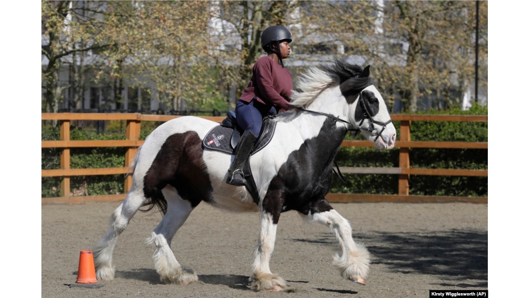 Shire Horse Riding