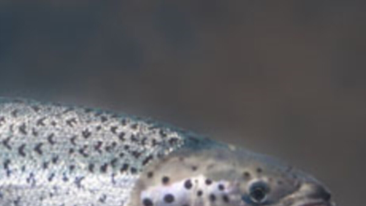 Gene-Modified Salmon Nears Approval