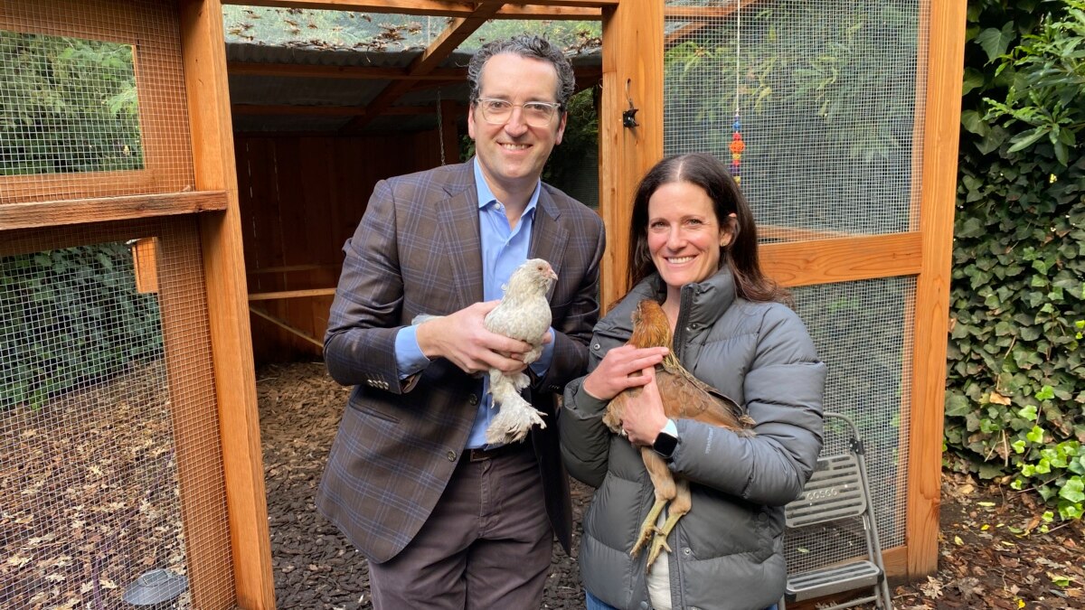 Pandemic Feeds Demand For Backyard Chickens