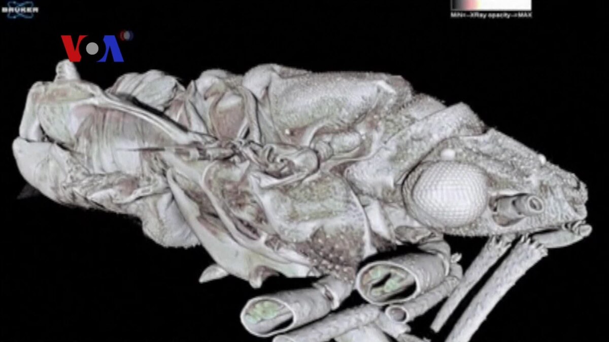 Imaging Technology Helps Study Invasive Insect Destroying Citrus Groves