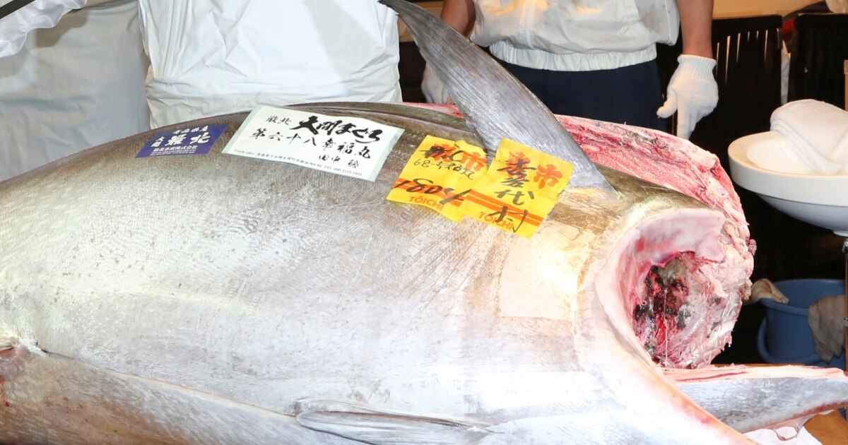 Dívida da Ematum continua a dar que falar em Moçambique