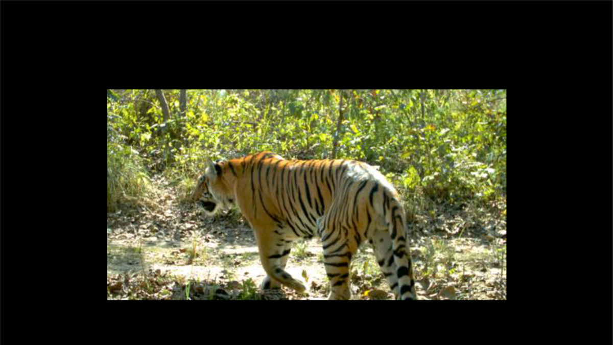 Tiger Conservation in Nepal