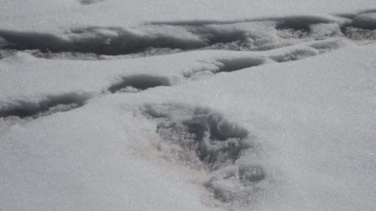 Indian Army Tweets About ‘Yeti’ Evidence