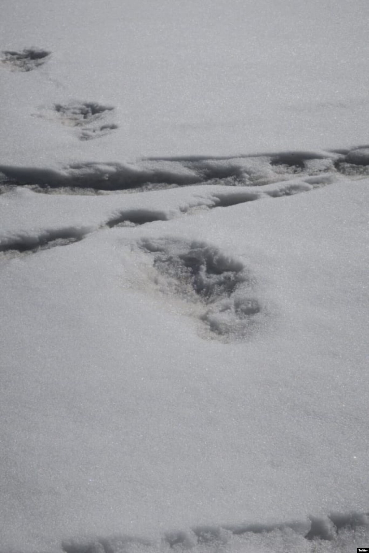 Indian Army Tweets About ‘Yeti’ Evidence