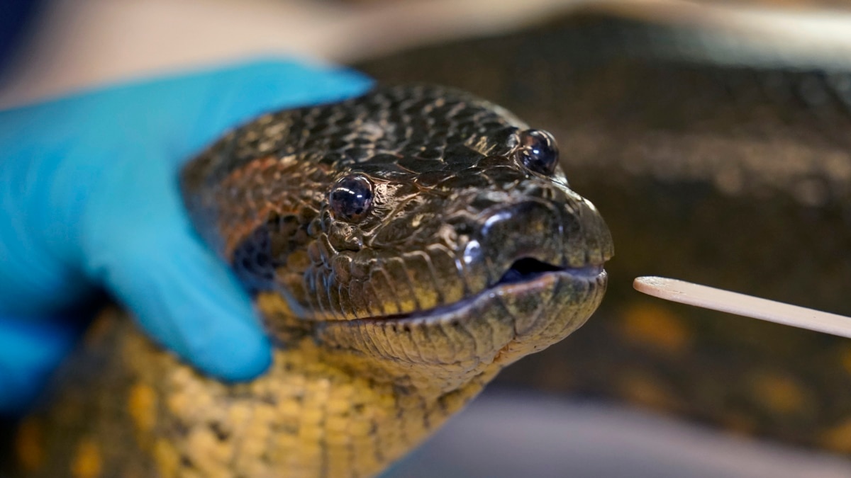 Spesies Baru Anakonda Ditemukan di Hutan Amazon