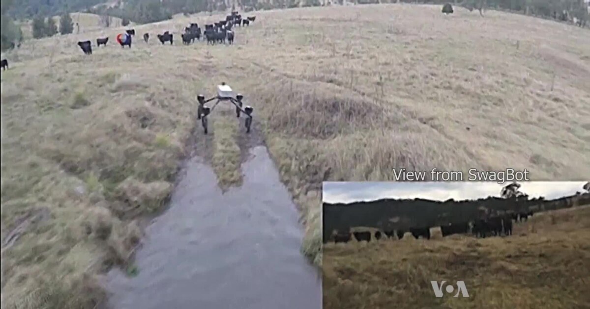 Cattle Herding Robot Takes Over a Dog’s Job