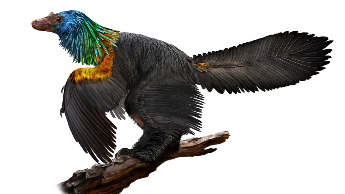 Scientists Discover a Dinosaur with Shiny, Color-Changing Feathers