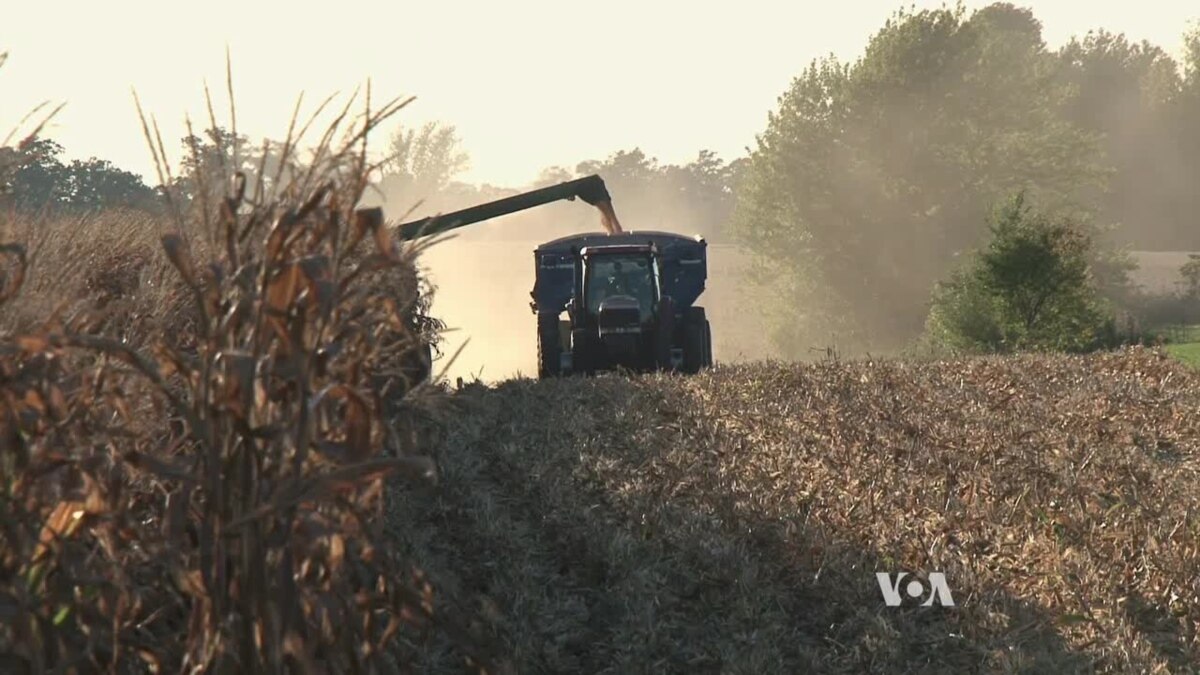 Chinese Rejection of Some GMO Corn Worries US Farmers