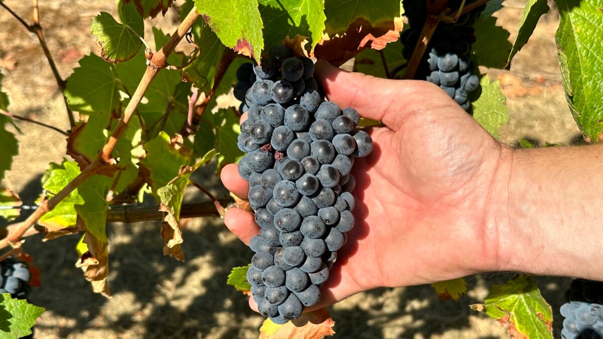 Universities Work to Protect American Wine Grapes from Wildfire Smoke