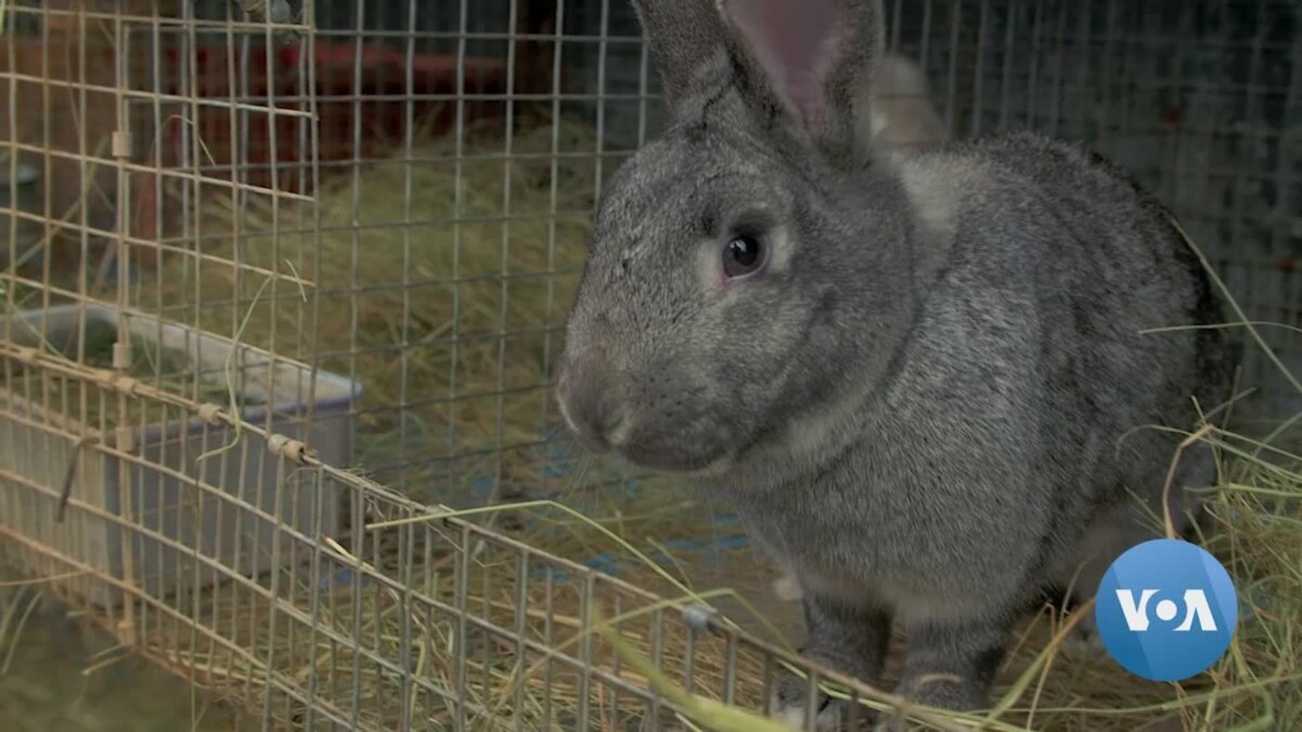 Africa’s New White Meat: Rabbit