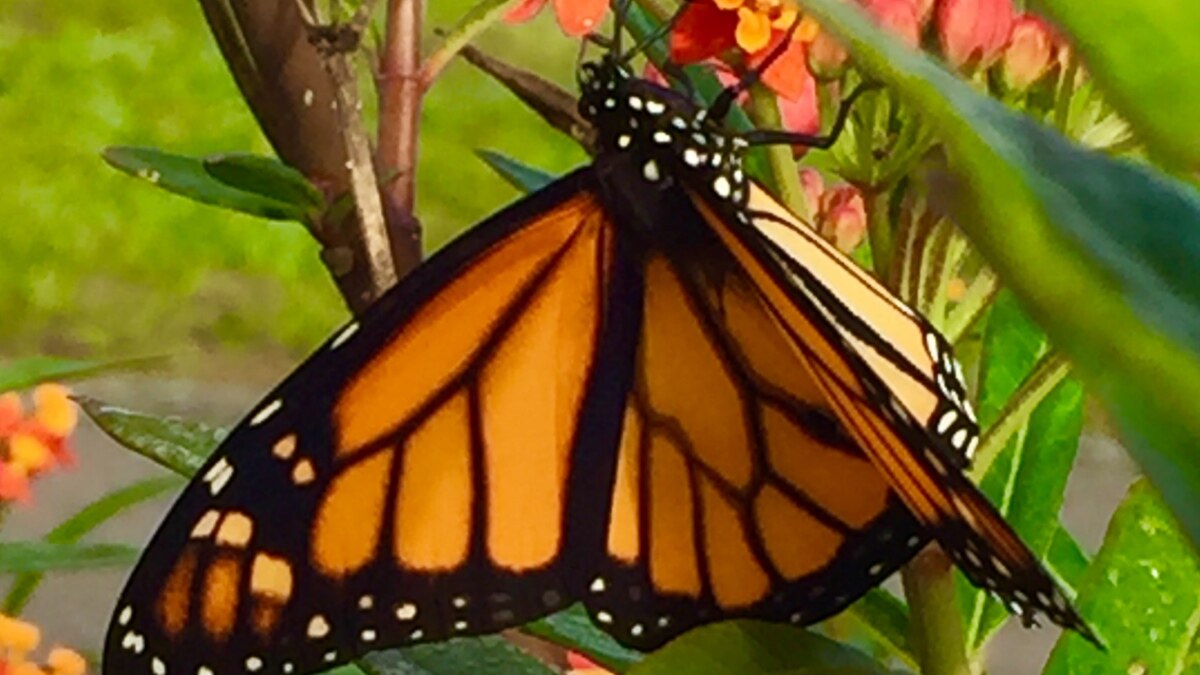 US Fifth Graders Help Save the Monarch Butterfly