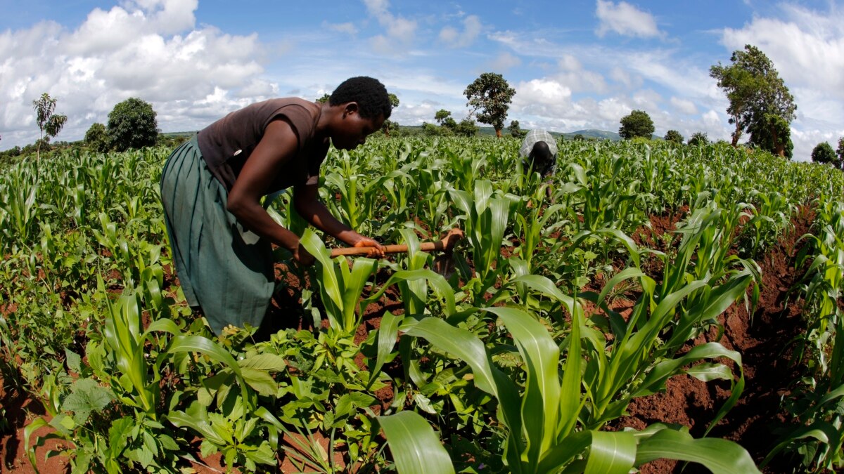 South Sudan Nonprofit Calls for Restriction on Imported Seeds