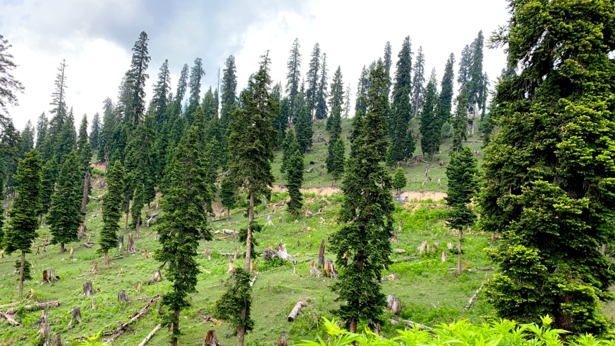 Daraxt ekuvchi dronlar