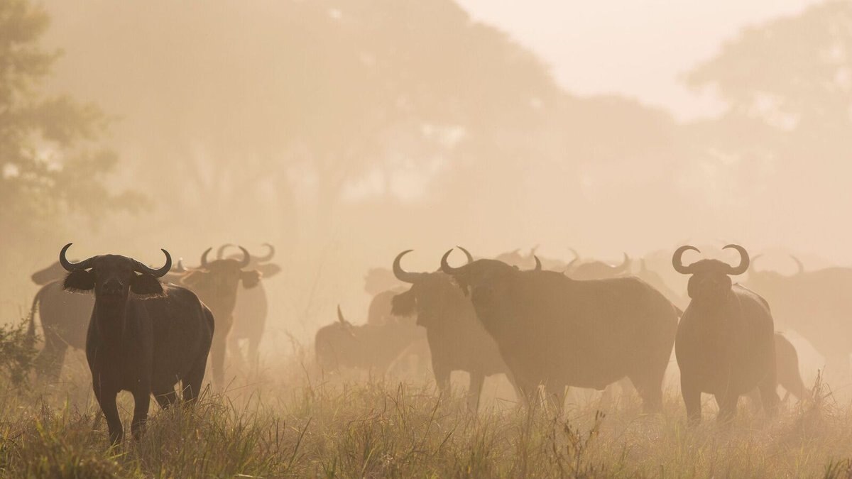 Le Tchad étend la zone de conservation du parc de Zakouma